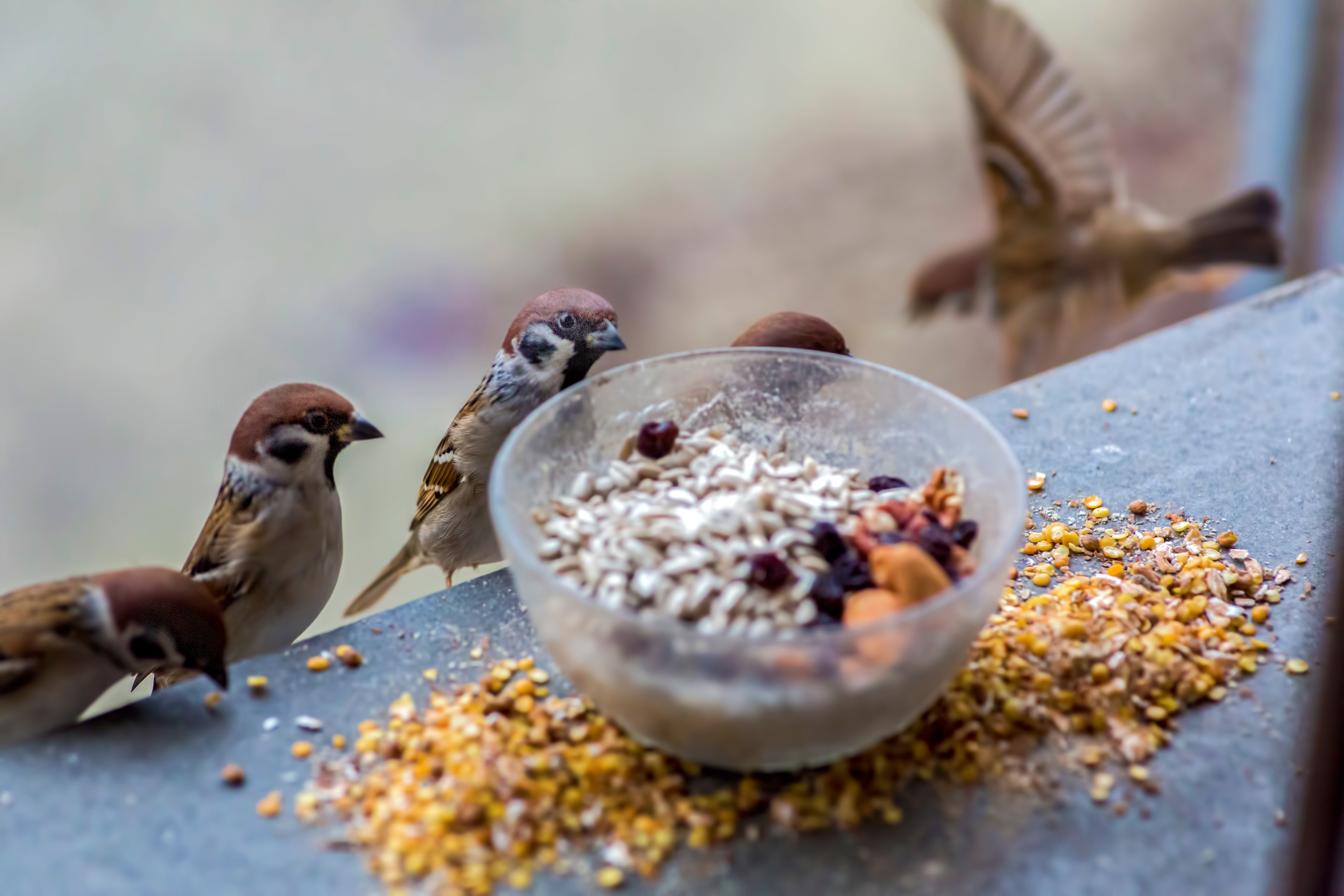What foods are safe vs dangerous for pet birds? – BirdieBoutique.com
