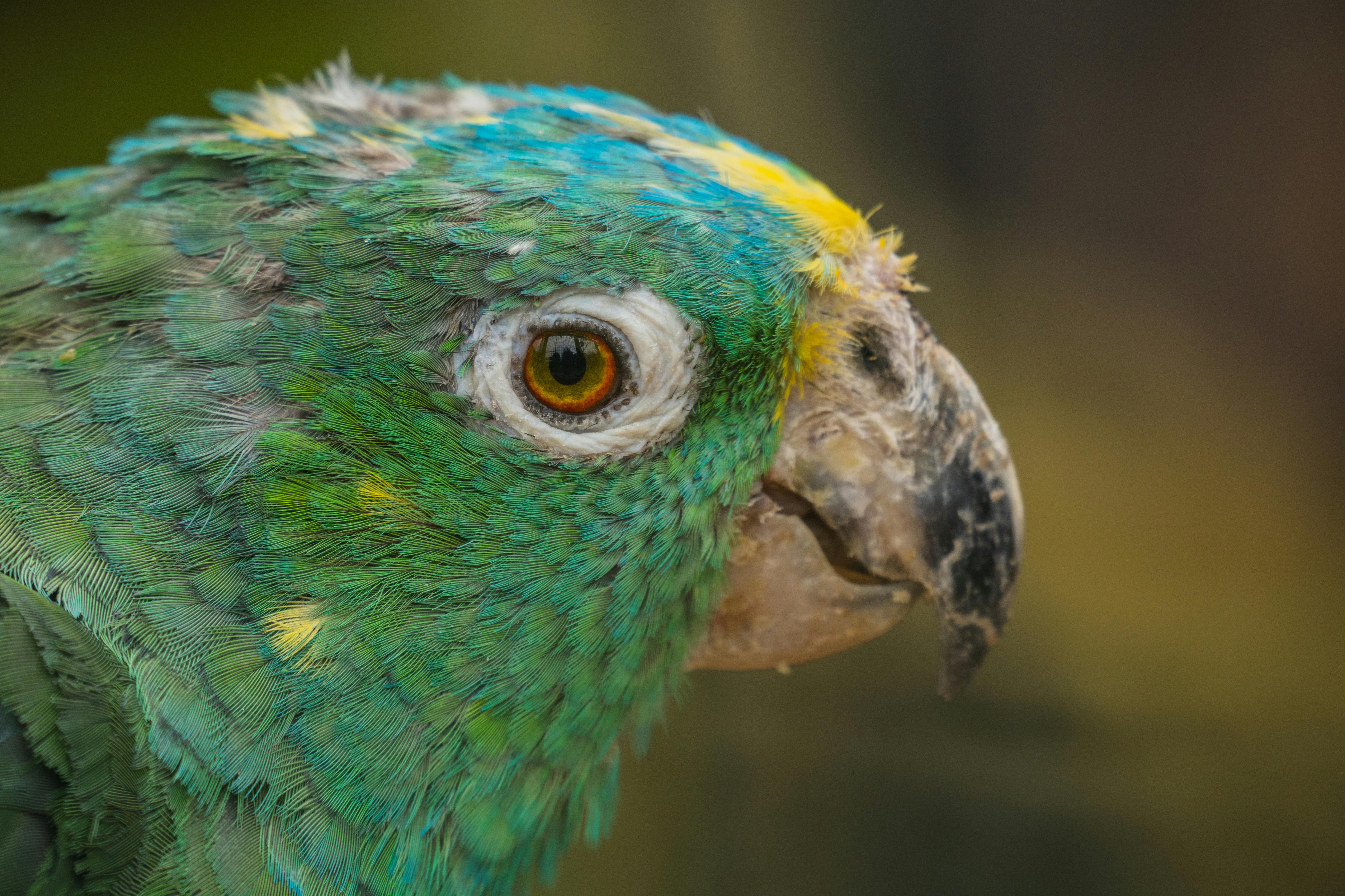 How Long Do Pet Birds Live? A Guide to Aging and Caring for Senior Bir ...