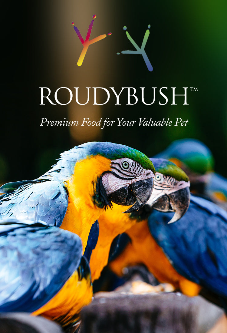 Buy Roudybush Daily Maintenance Bird Food – BirdieBoutique.com