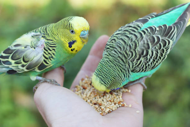 Pet Bird Store | Premium Bird Supplies – BirdieBoutique.com
